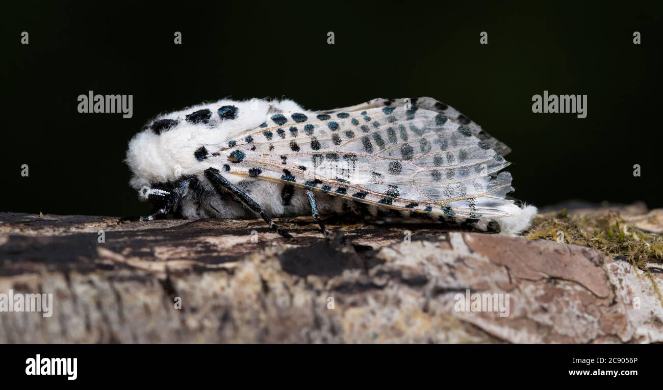 Wood leopard moth zeuzera pyrina hi-res stock photography and images ...