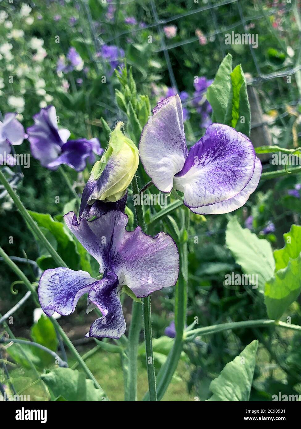 Parsons gardens hi-res stock photography and images - Alamy