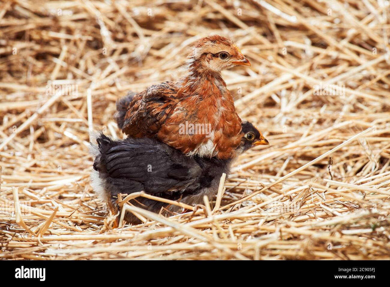 the red hen and black little rooster on dry straw, agriculture Stock ...