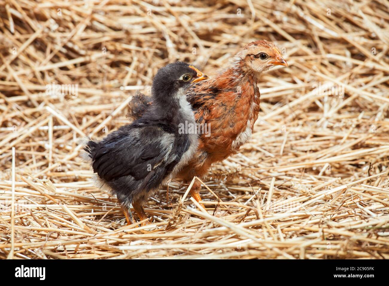 the red hen and black little rooster on dry straw, agriculture Stock ...