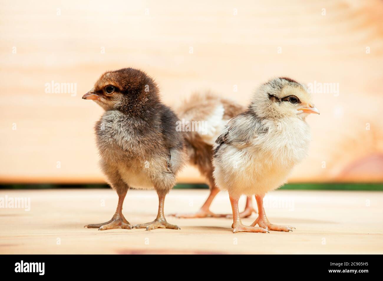 Three little chickens hi-res stock photography and images - Alamy