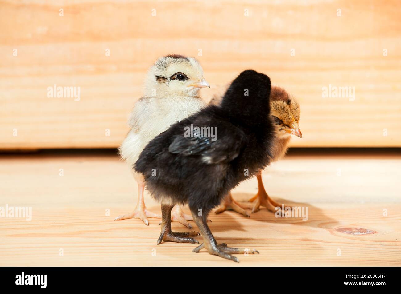 Three little multi-colored chickens of a rooster on a wooden background ...