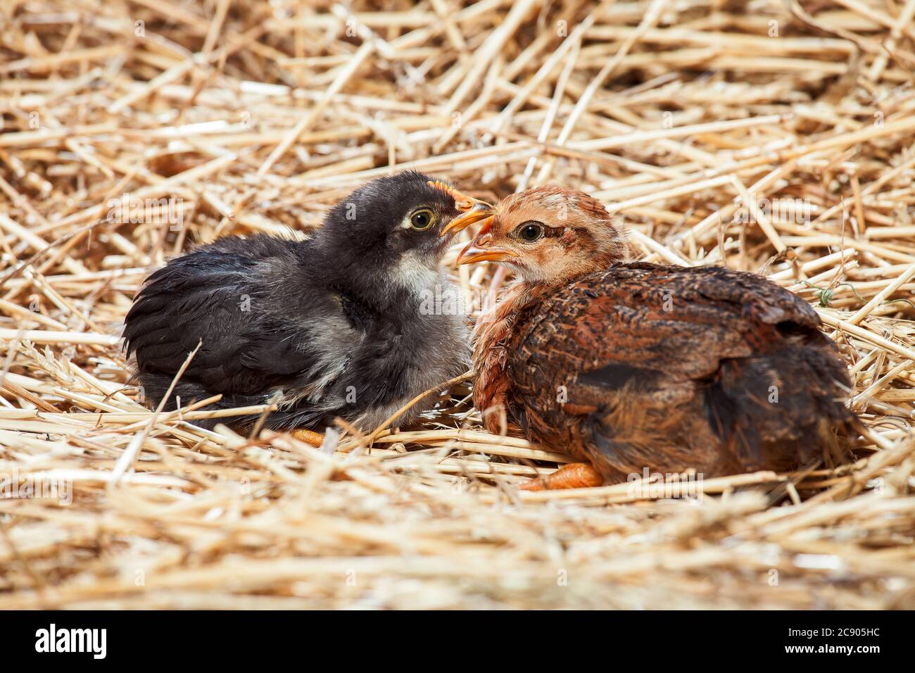 the red hen and black little rooster on dry straw, agriculture Stock ...