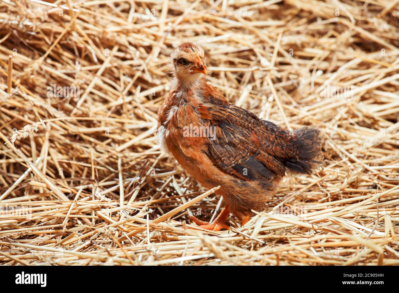 the red little rooster on dry straw, agriculture Stock Photo - Alamy