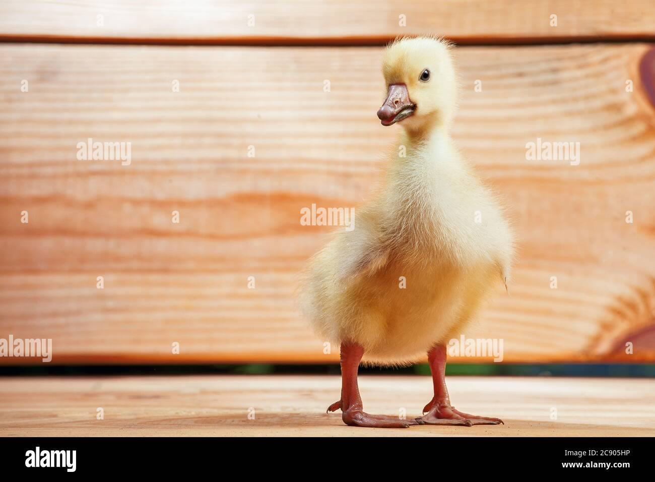 Baby ducks with their soft fluffy feathers hi-res stock photography and ...