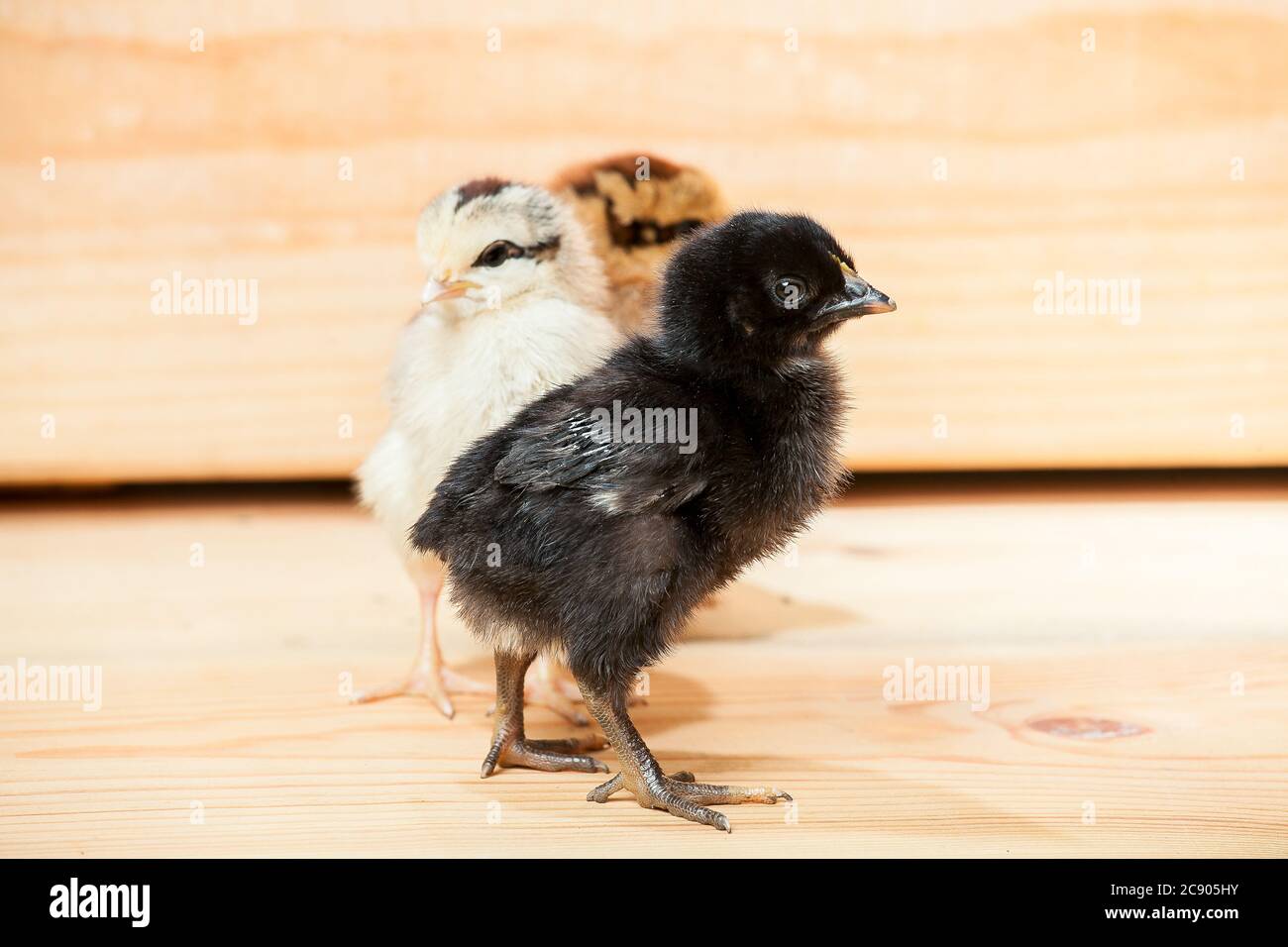 Three little multi-colored chickens of a rooster on a wooden background ...