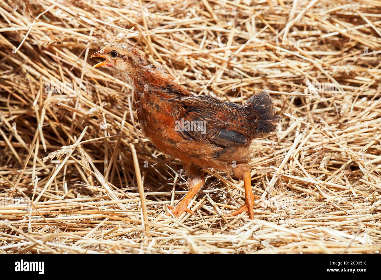 Little red rooster hi-res stock photography and images - Alamy
