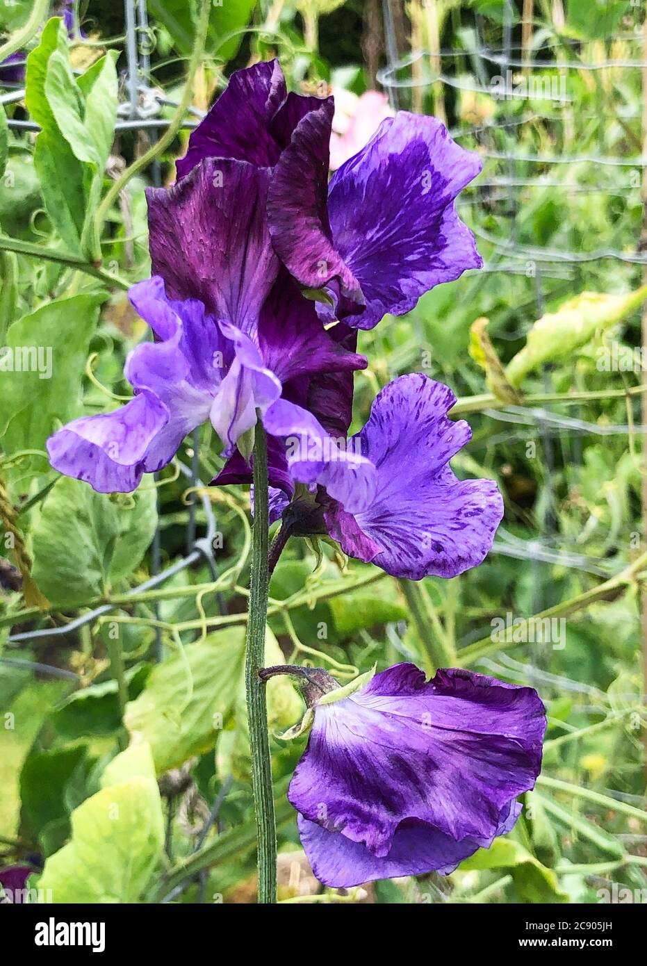 Long stemmed flowers hi-res stock photography and images - Alamy