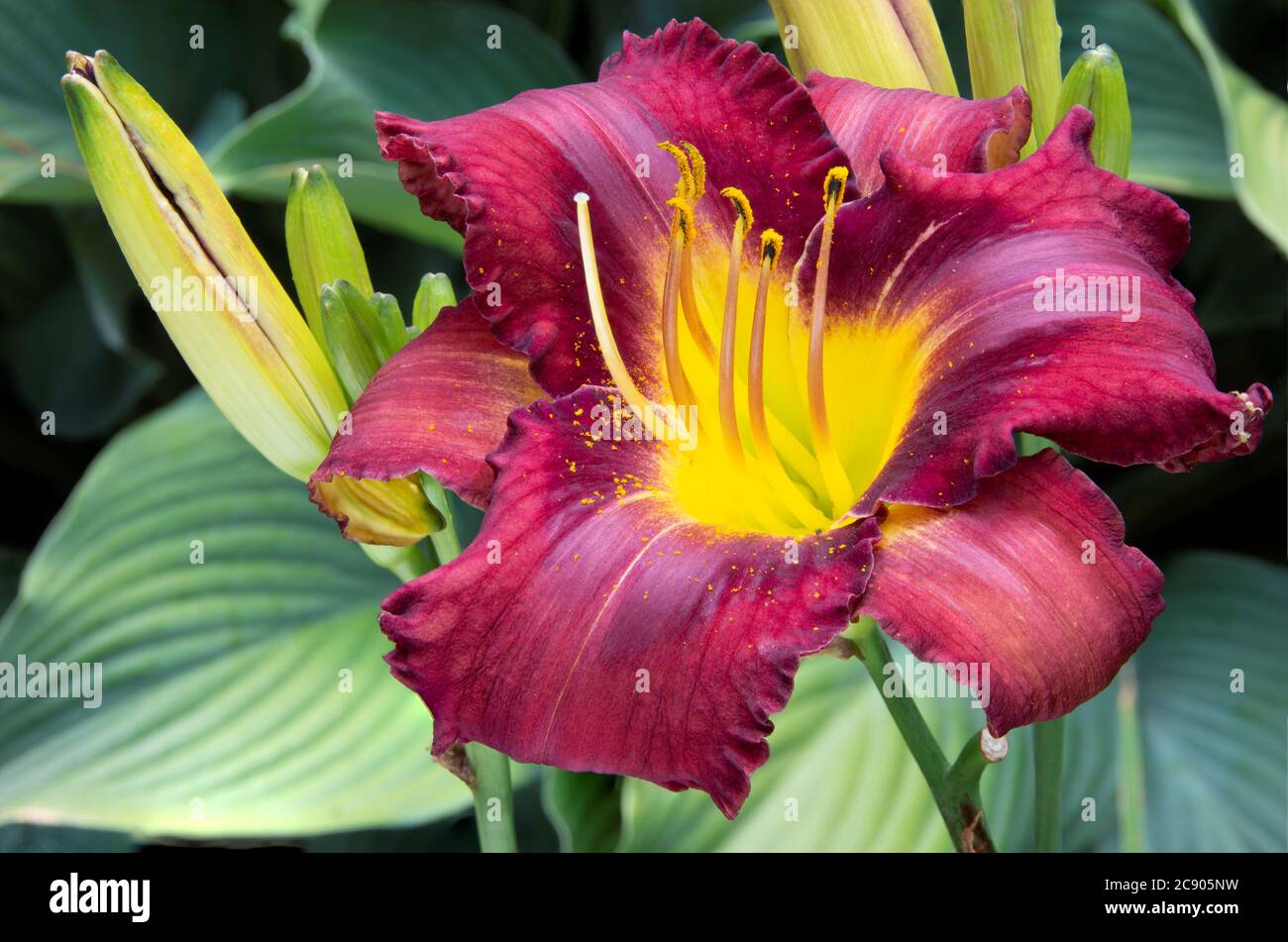 Closeup of vibrant wine-red colored daylily blossom with ruffled petals ...