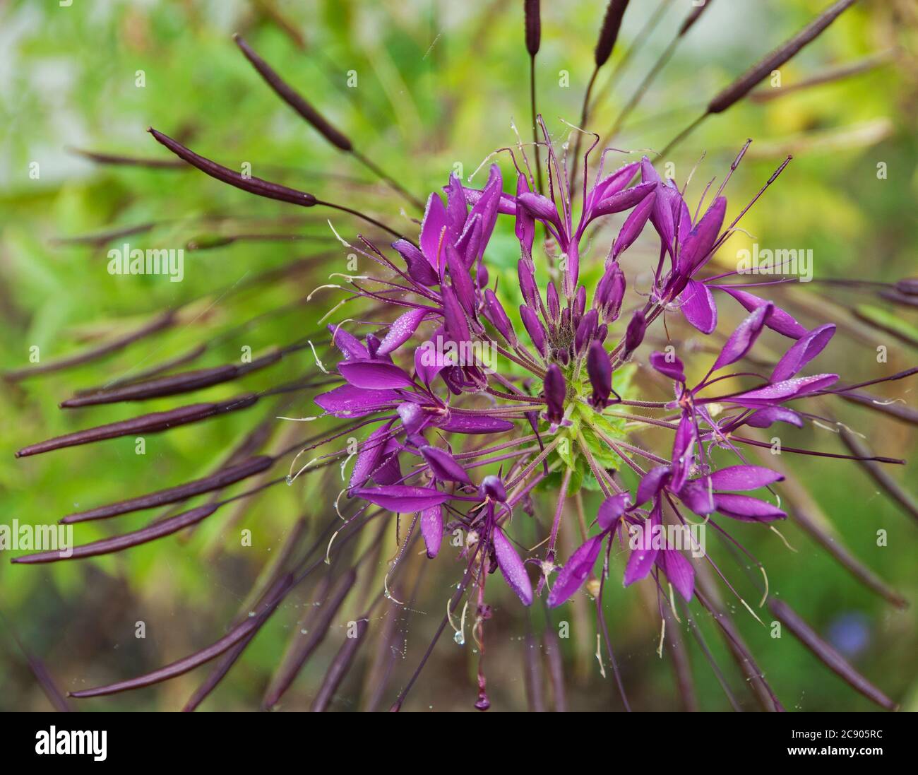 Showy spider flower hi-res stock photography and images - Alamy