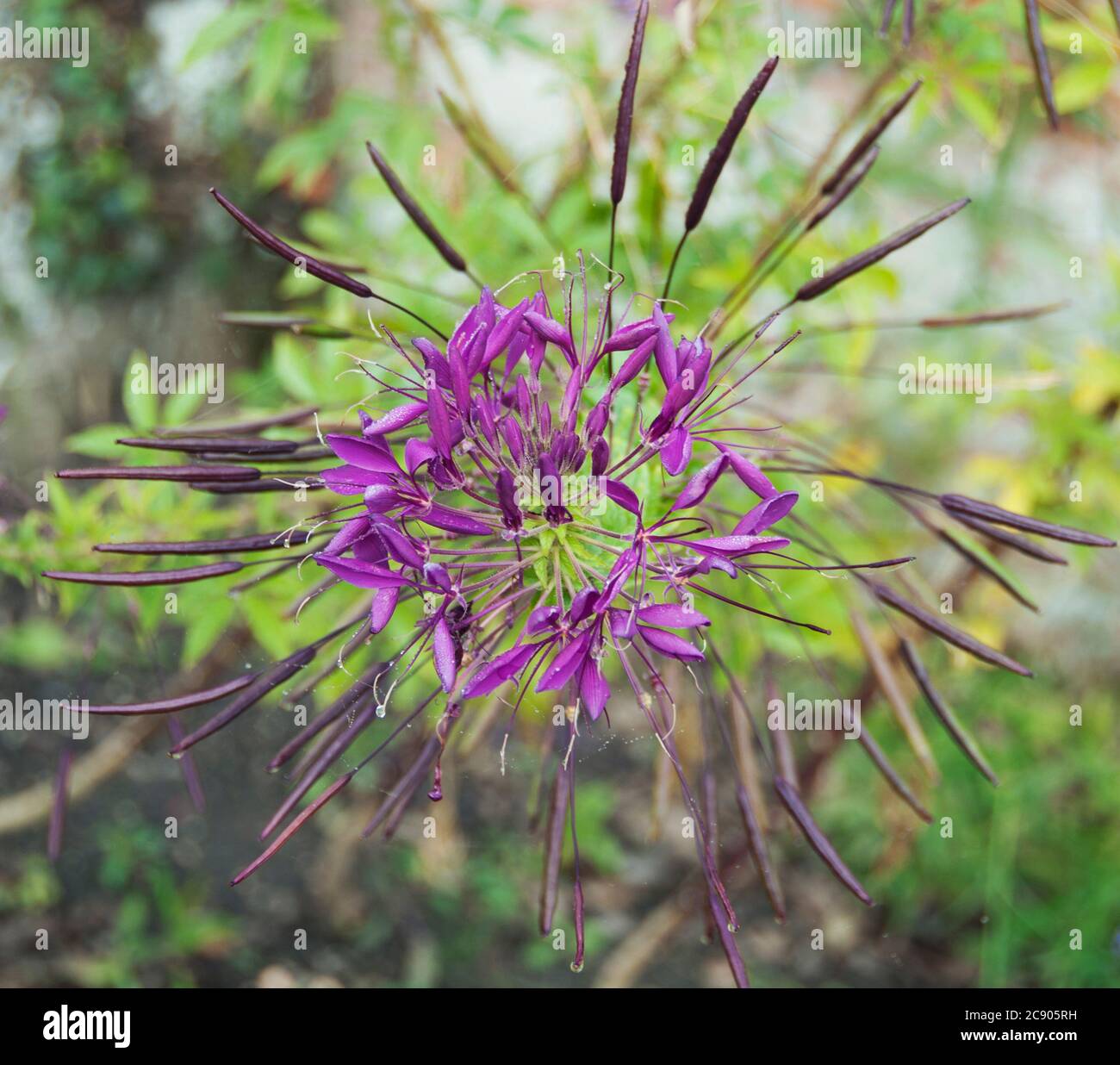 Showy spider flower hi-res stock photography and images - Alamy