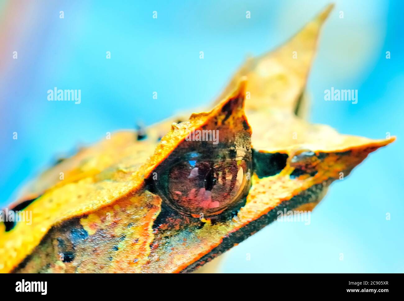 Bornean Horned Frog High Resolution Stock Photography and Images - Alamy