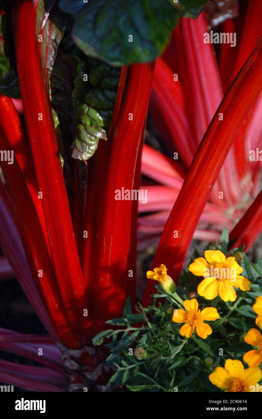 Repels animals and insects hi-res stock photography and images - Alamy