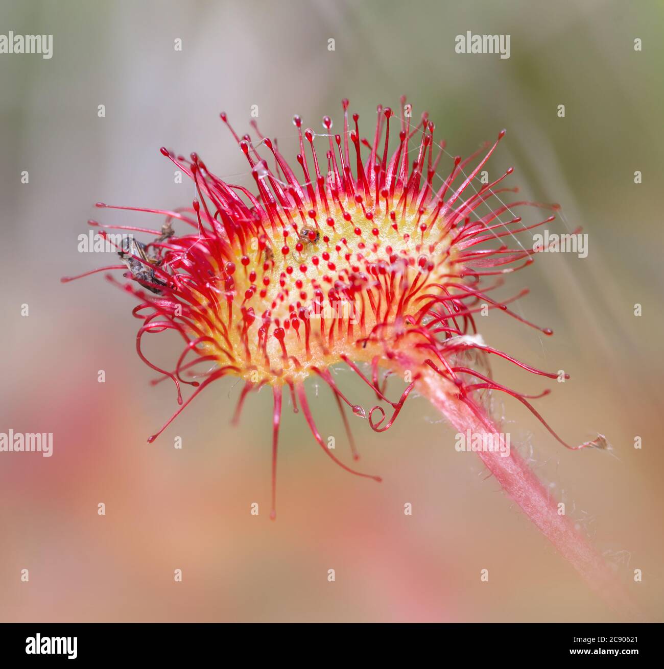 Macro Of A Carnivorous Round Leaved Sundew, Drosera rotundifolia ...