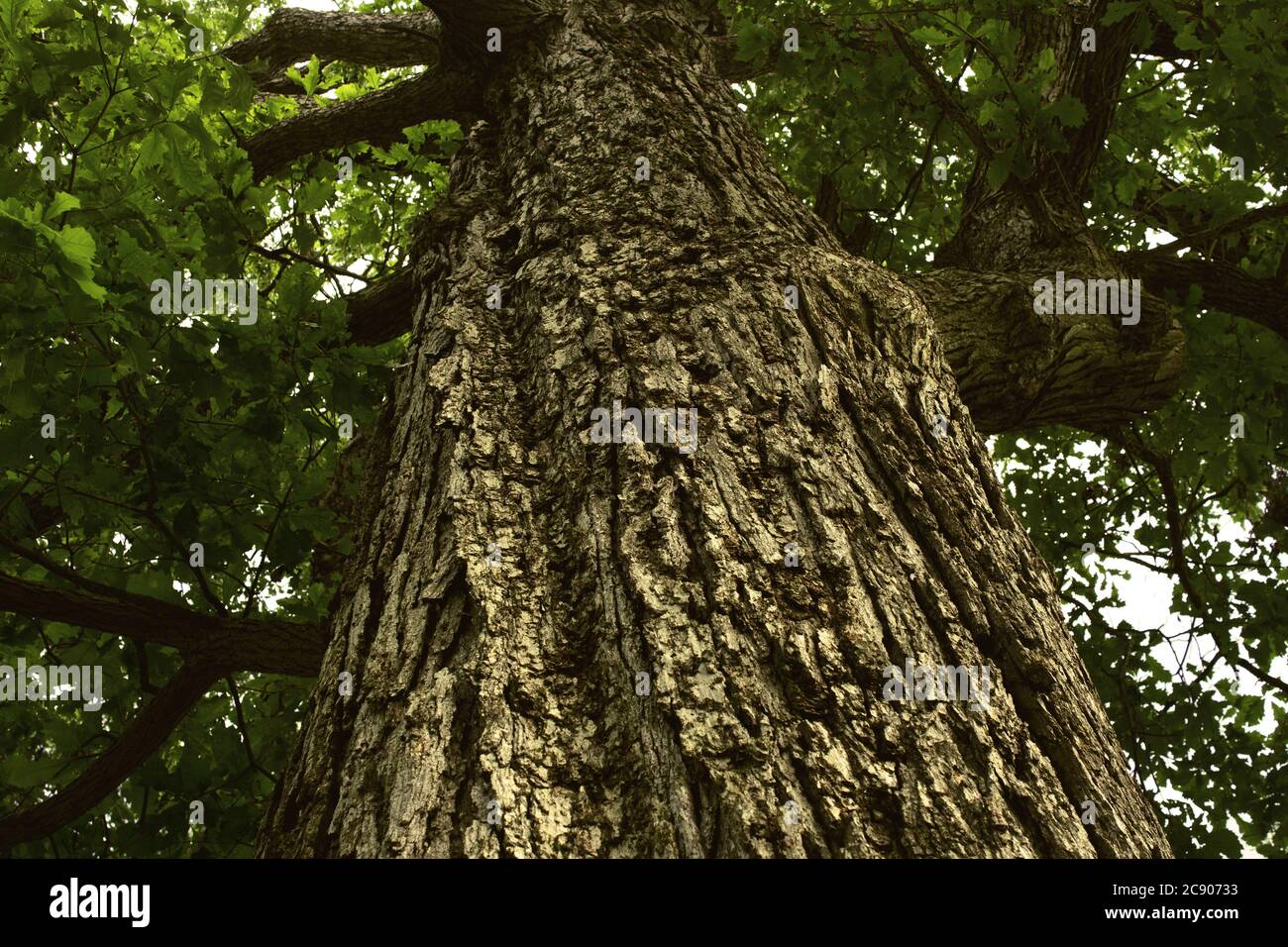Standing above the others takes time, just like this massive tree Stock ...