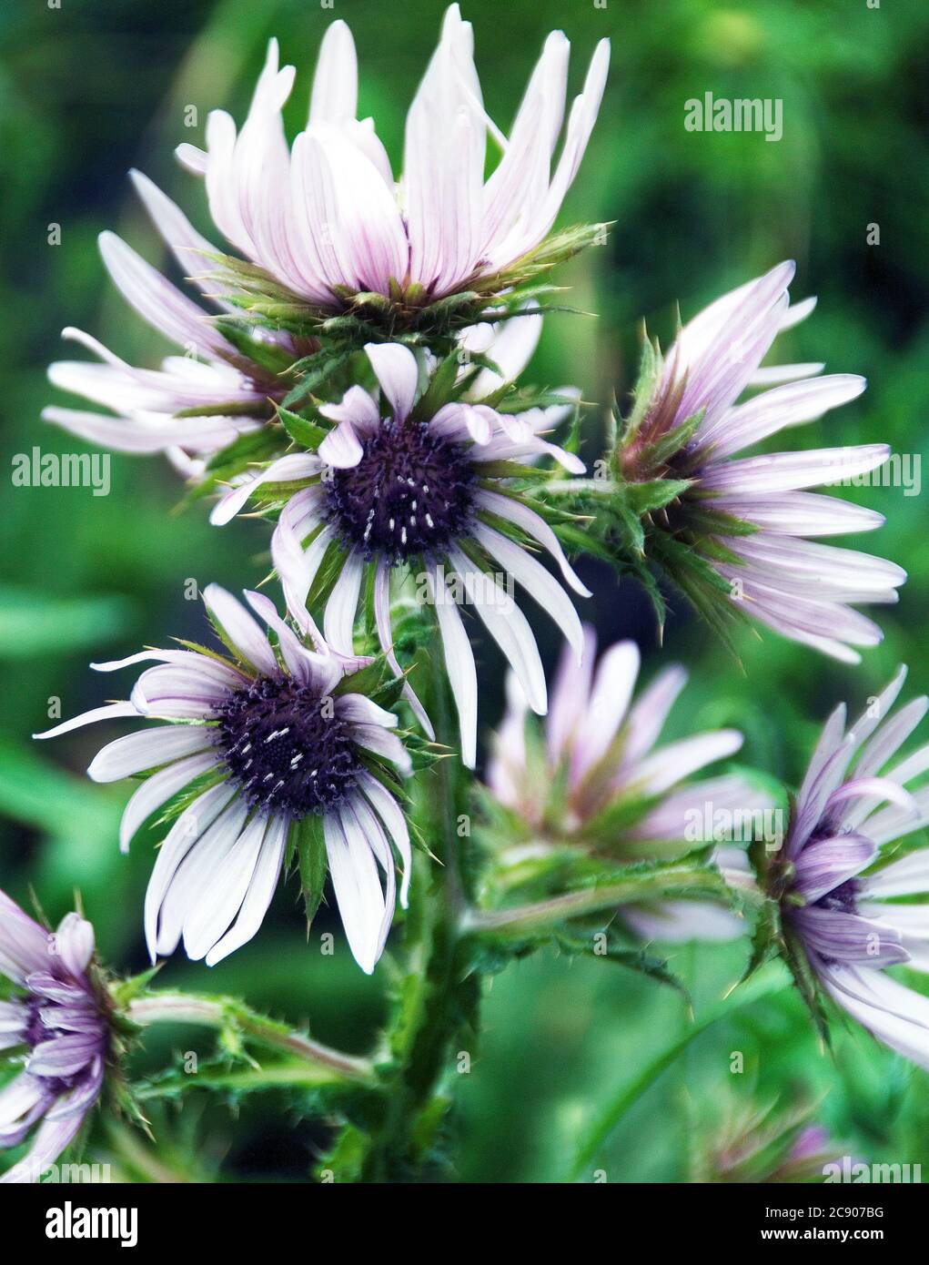 Thistle like plant hi-res stock photography and images - Alamy