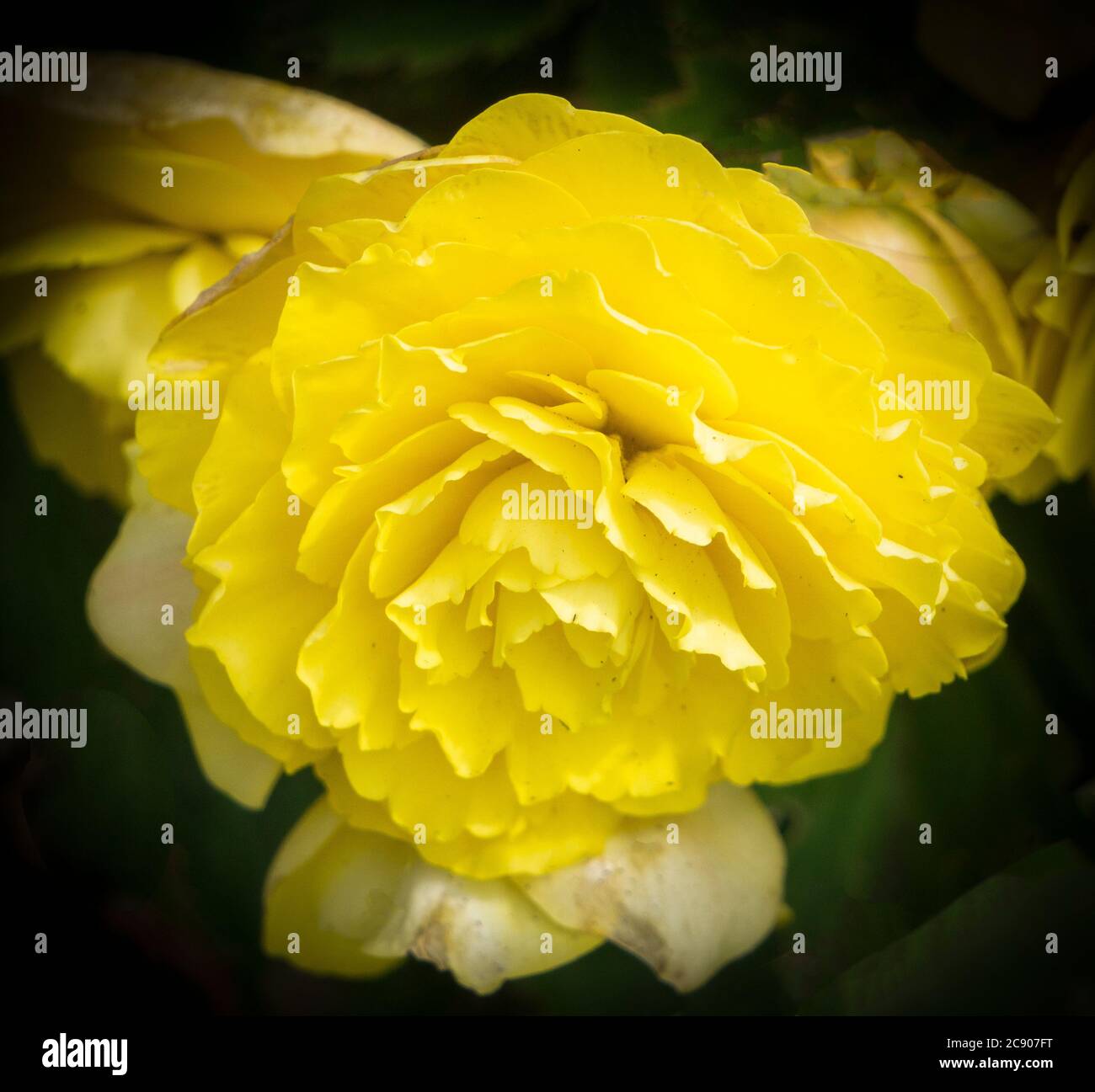 Riley square hi-res stock photography and images - Alamy