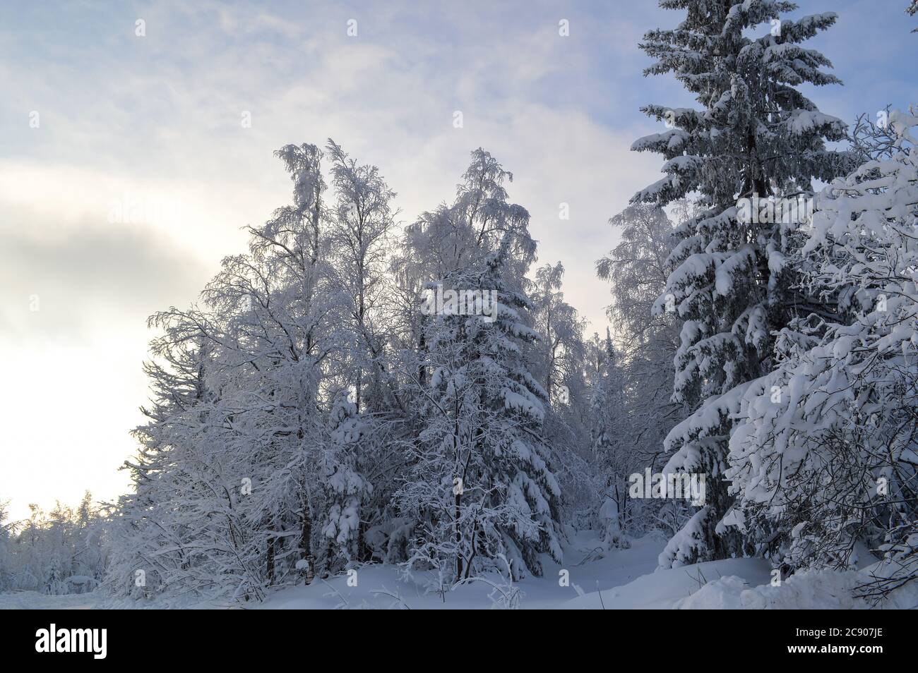 winter forest.trees in the snow and Sunny sky Stock Photo - Alamy