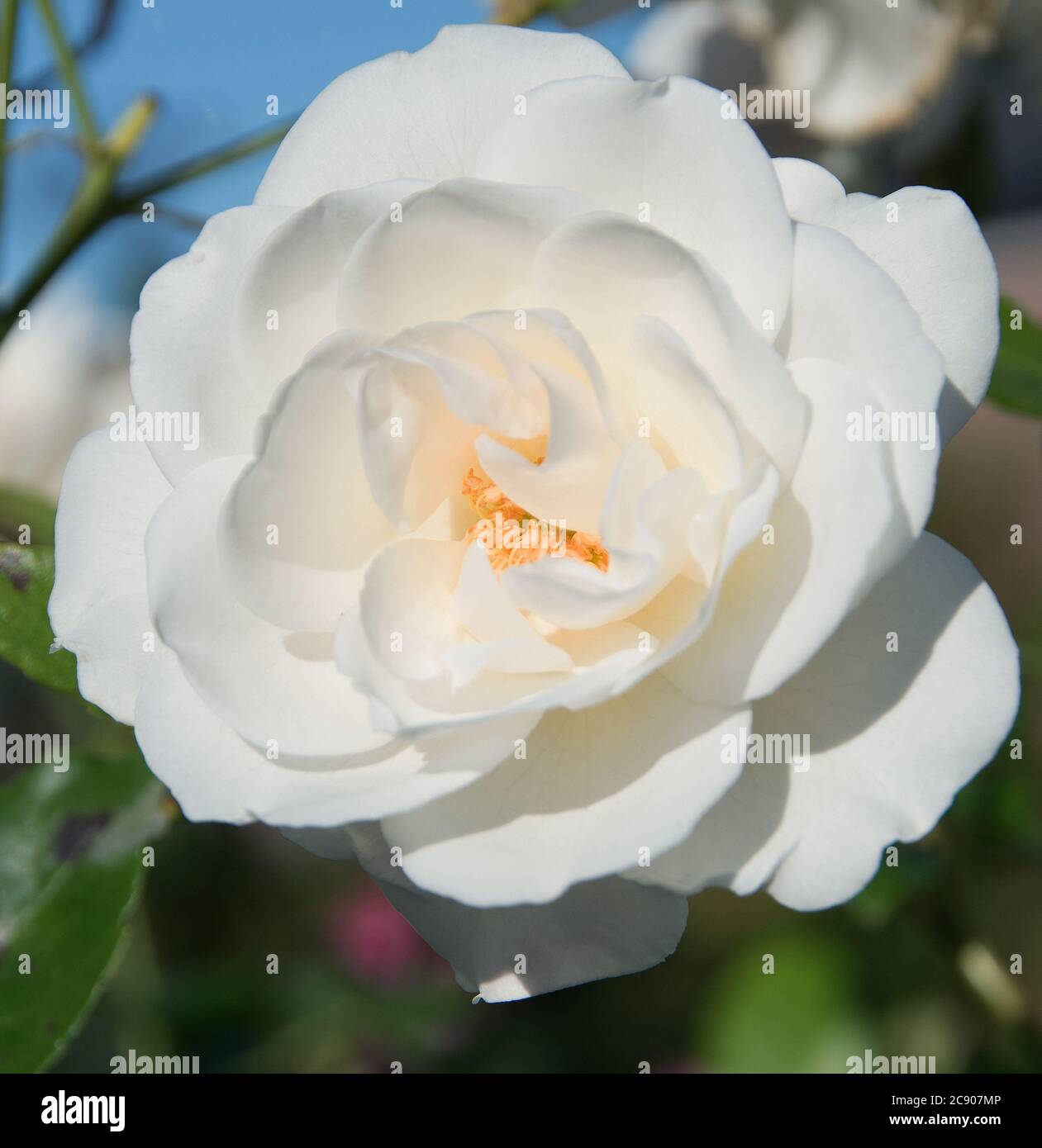 Rosa iceberg hi-res stock photography and images - Alamy