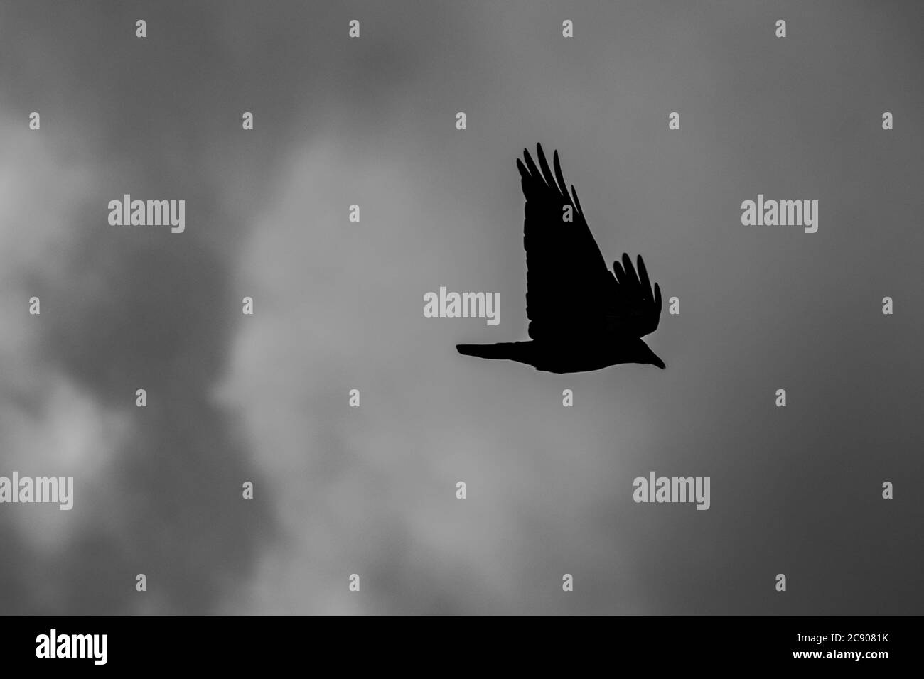 Australian crow hi-res stock photography and images - Alamy