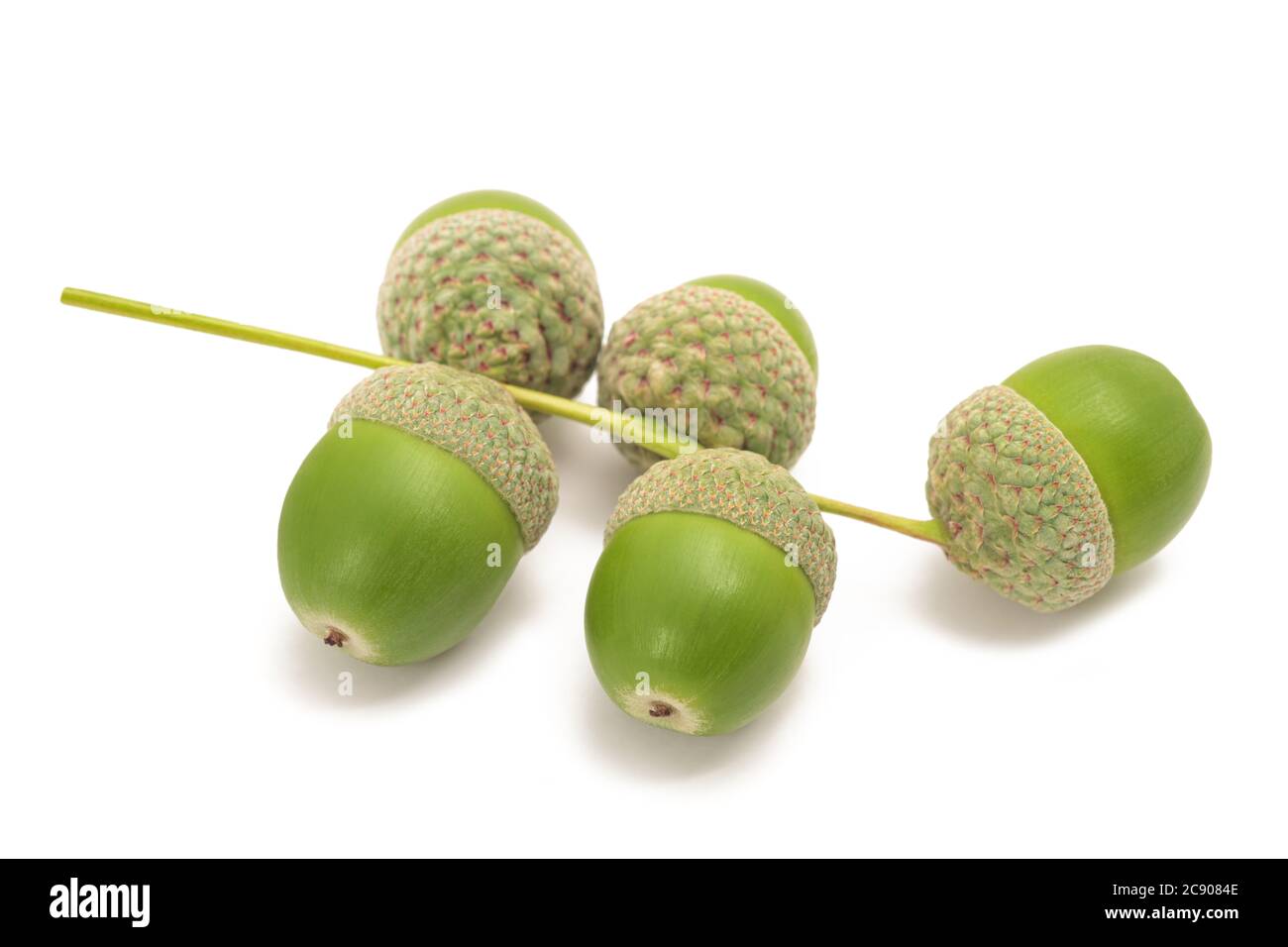 Common oak ( Quercus robur) acorns isolated on white background Stock ...