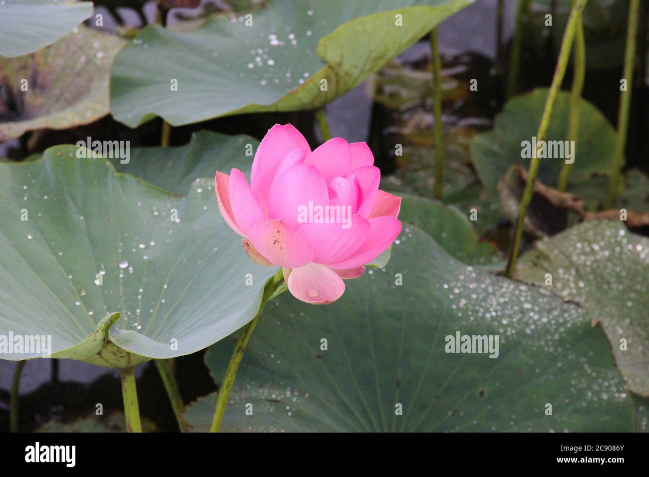 blooming pink Lotus flower with dew drops Stock Photo - Alamy
