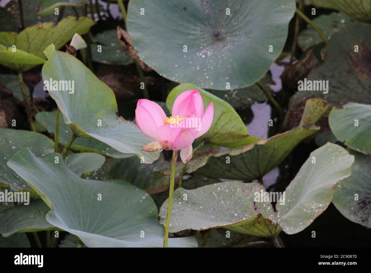 Blooming pink lotus hi-res stock photography and images - Alamy