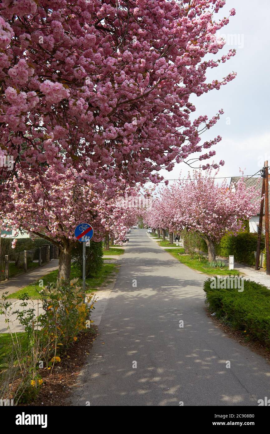 Pink cherry trees hi-res stock photography and images - Alamy