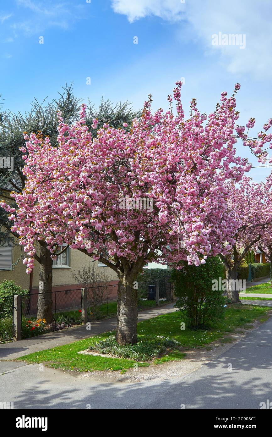Trees on the streets hi-res stock photography and images - Alamy