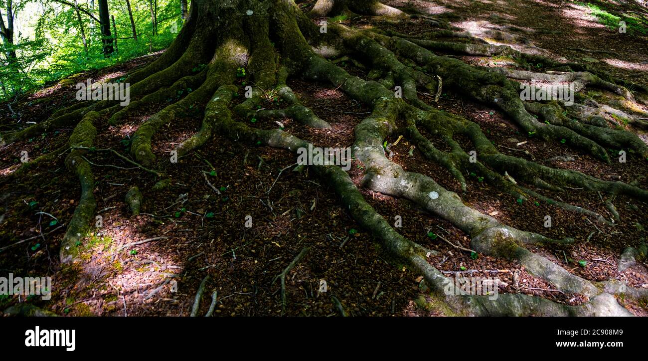Earth veins. Beautiful huge tree roots expanding in Dalby Forest in ...