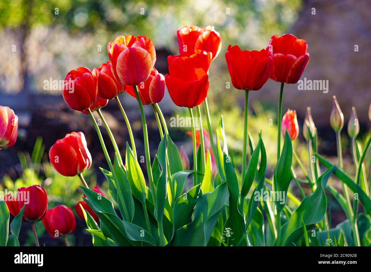 Group of colorful tulip. Real live red tulips blooming in early spring ...