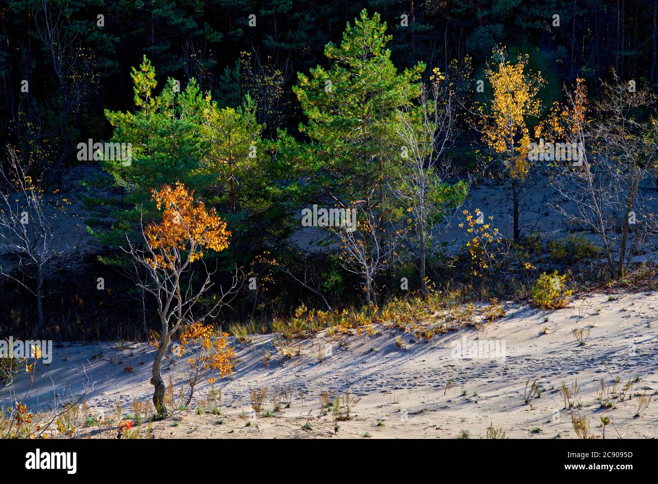Colorful landscape of sands dunes with highlight of autumn leaf color ...