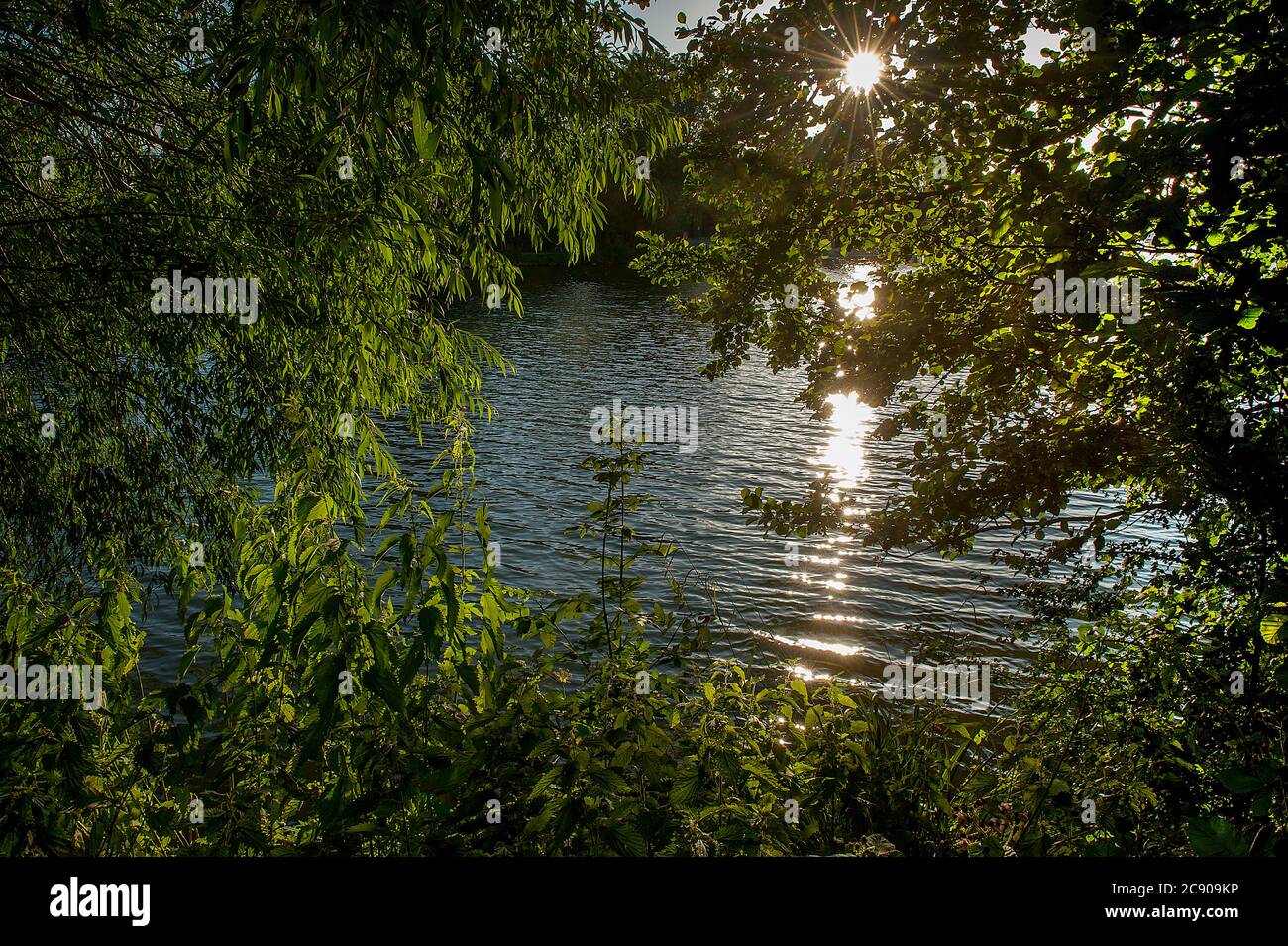 Sun Reflecting across River Seen Through Gap In Bushes Stock Photo - Alamy