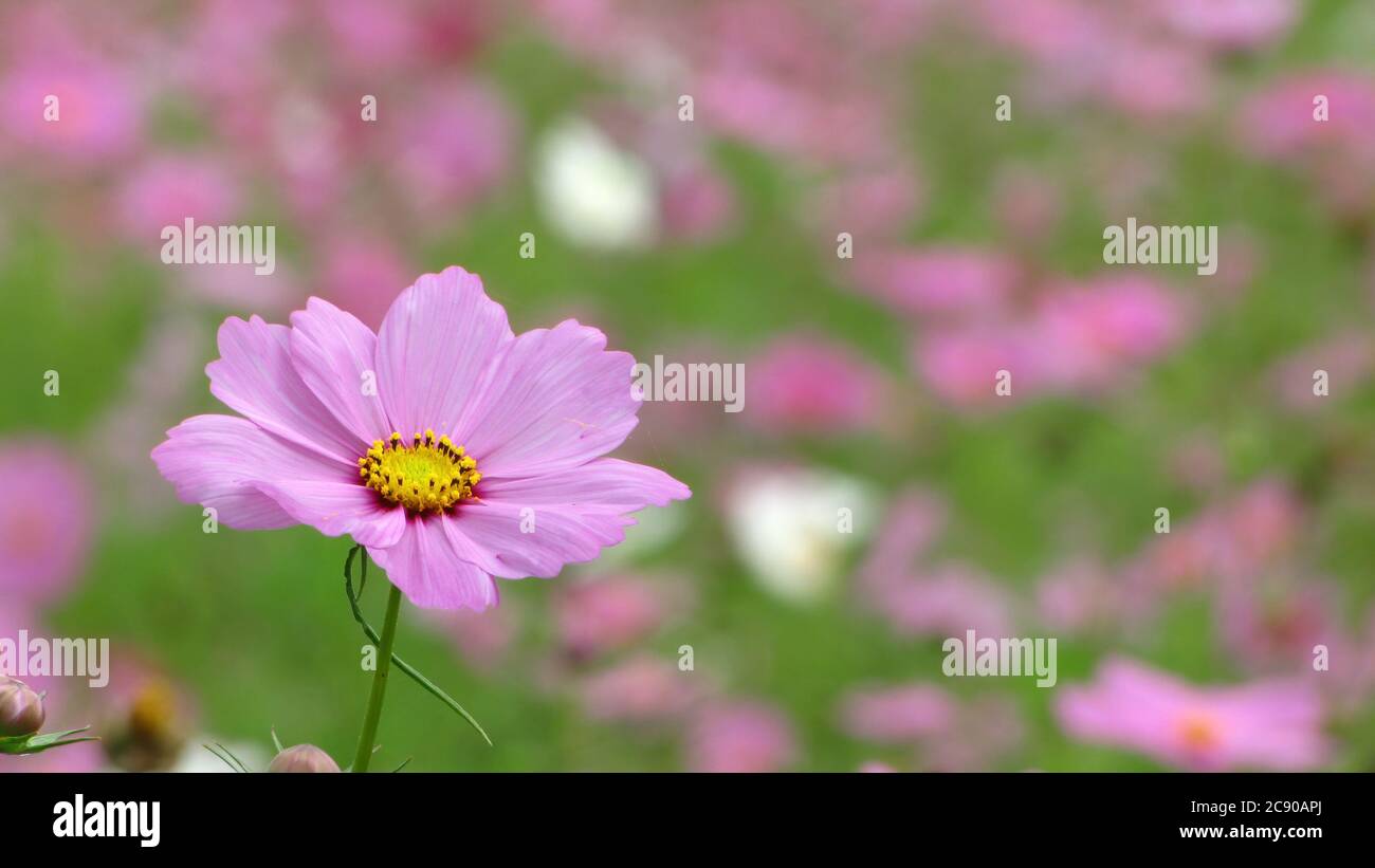 Close up shot of beautiful Cosmos blossom at Hualien, Taiwan Stock ...