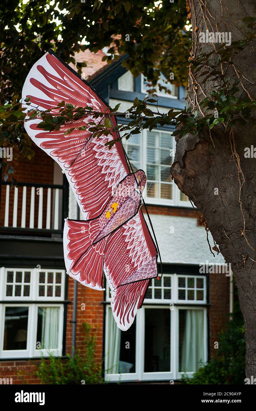 Kite Stuck Tree High Resolution Stock Photography and Images - Alamy