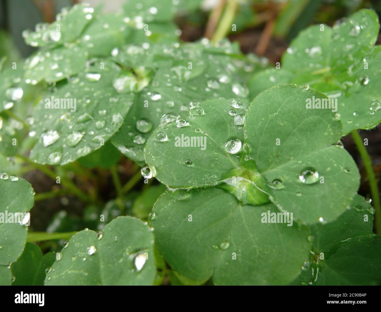 Close up shot of some Clover in a rainy day at Taiwan Stock Photo - Alamy