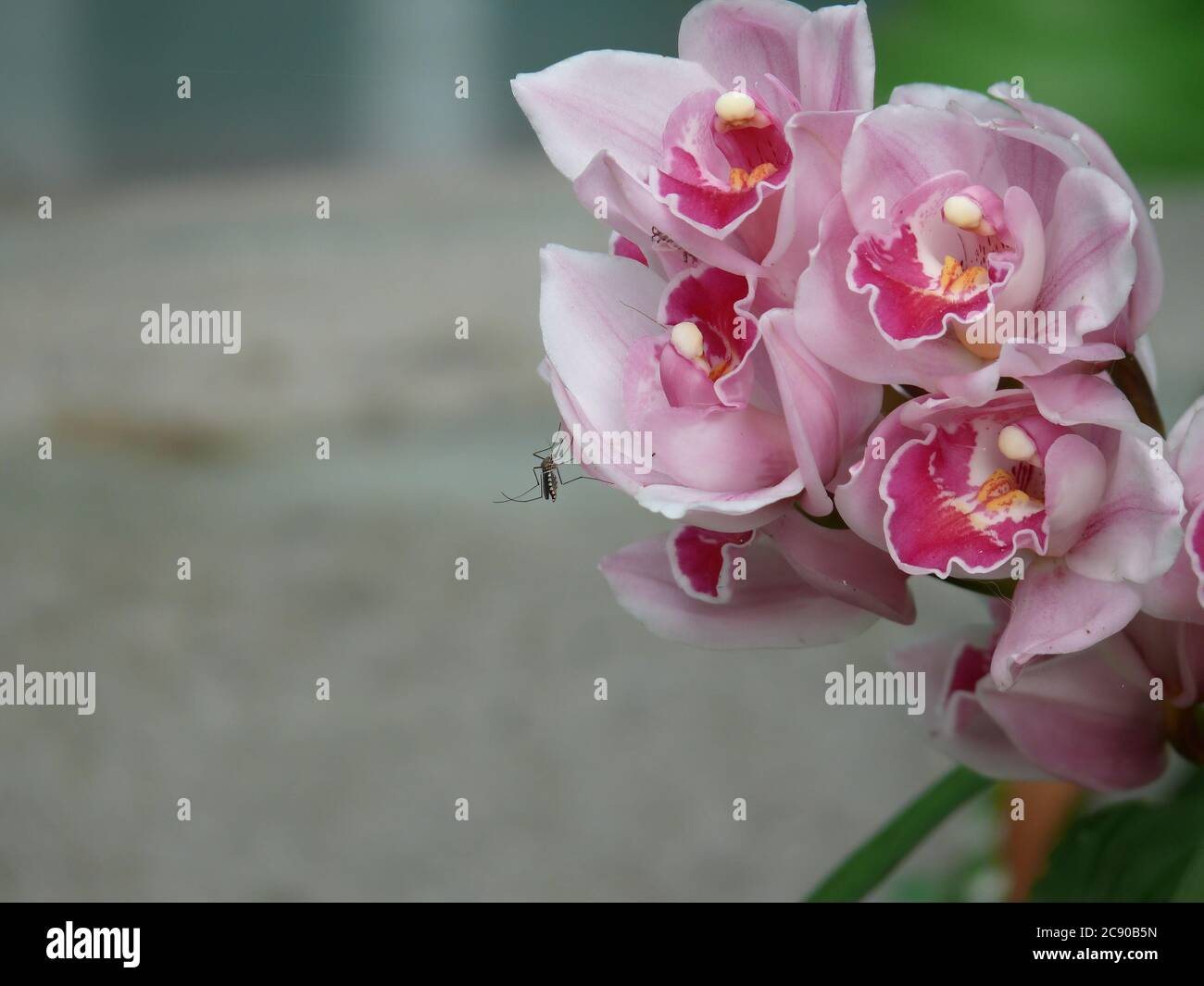 Close up shot of Boat Orchid and a mosquito at Taitung, Taiwan Stock ...