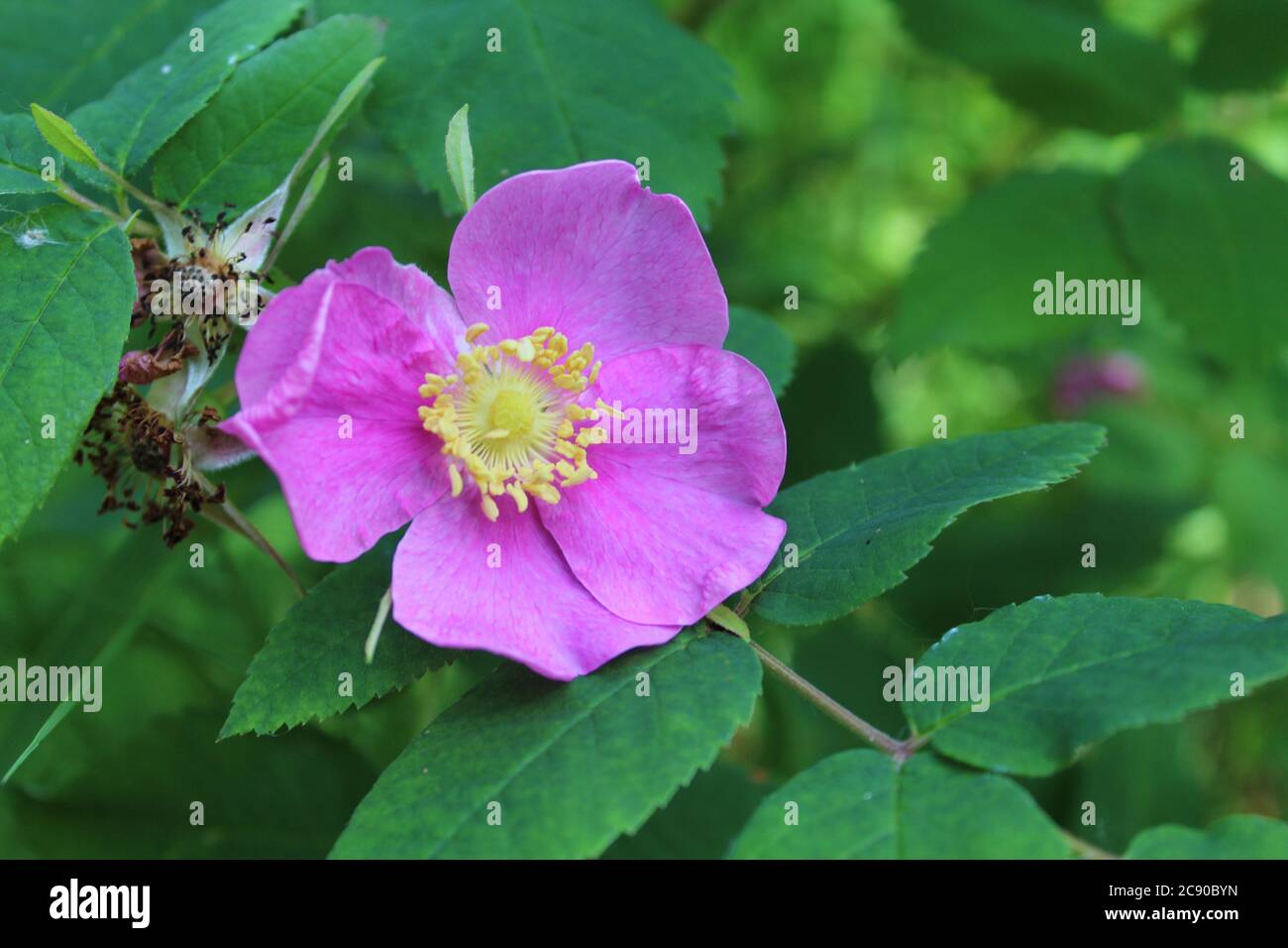 Prickly Wild Rose High Resolution Stock Photography and Images - Alamy