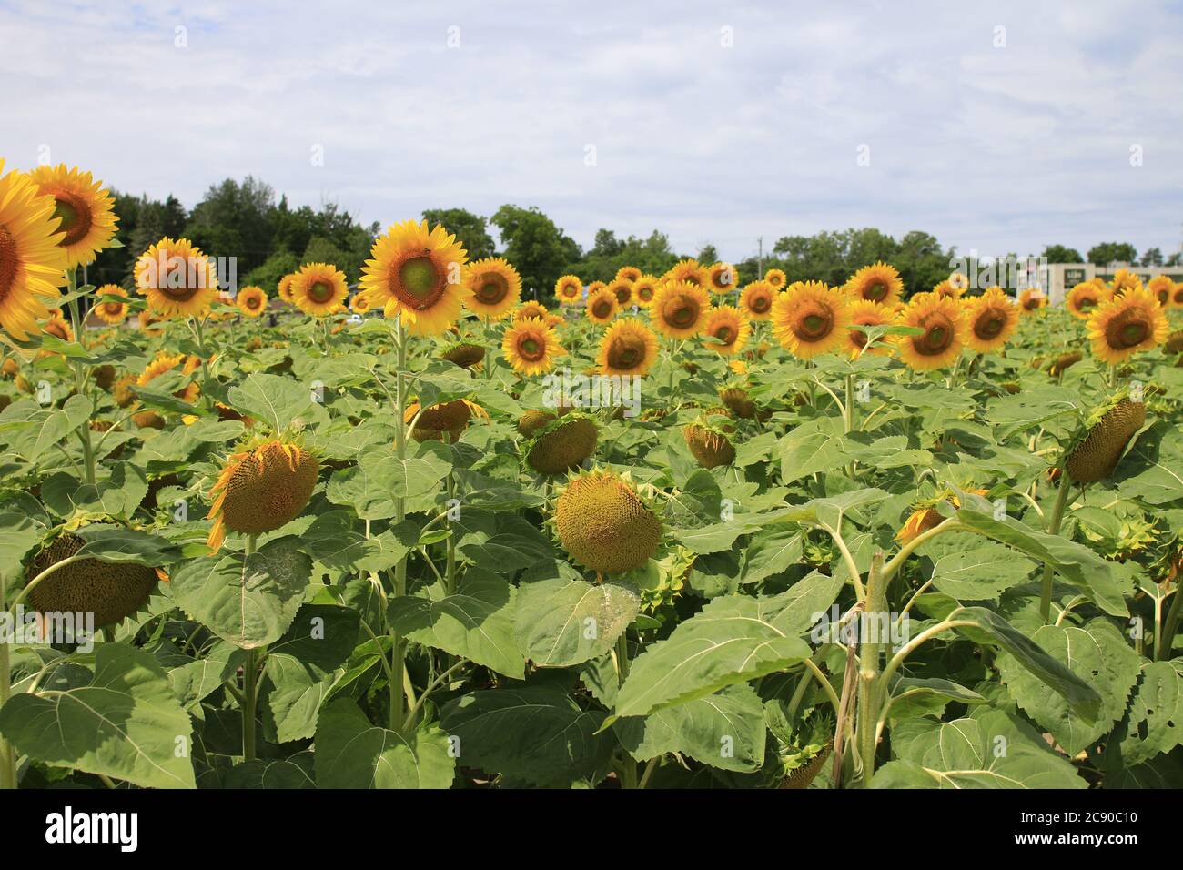 Beautiful sunset over big golden sunflower field in the countryside ...