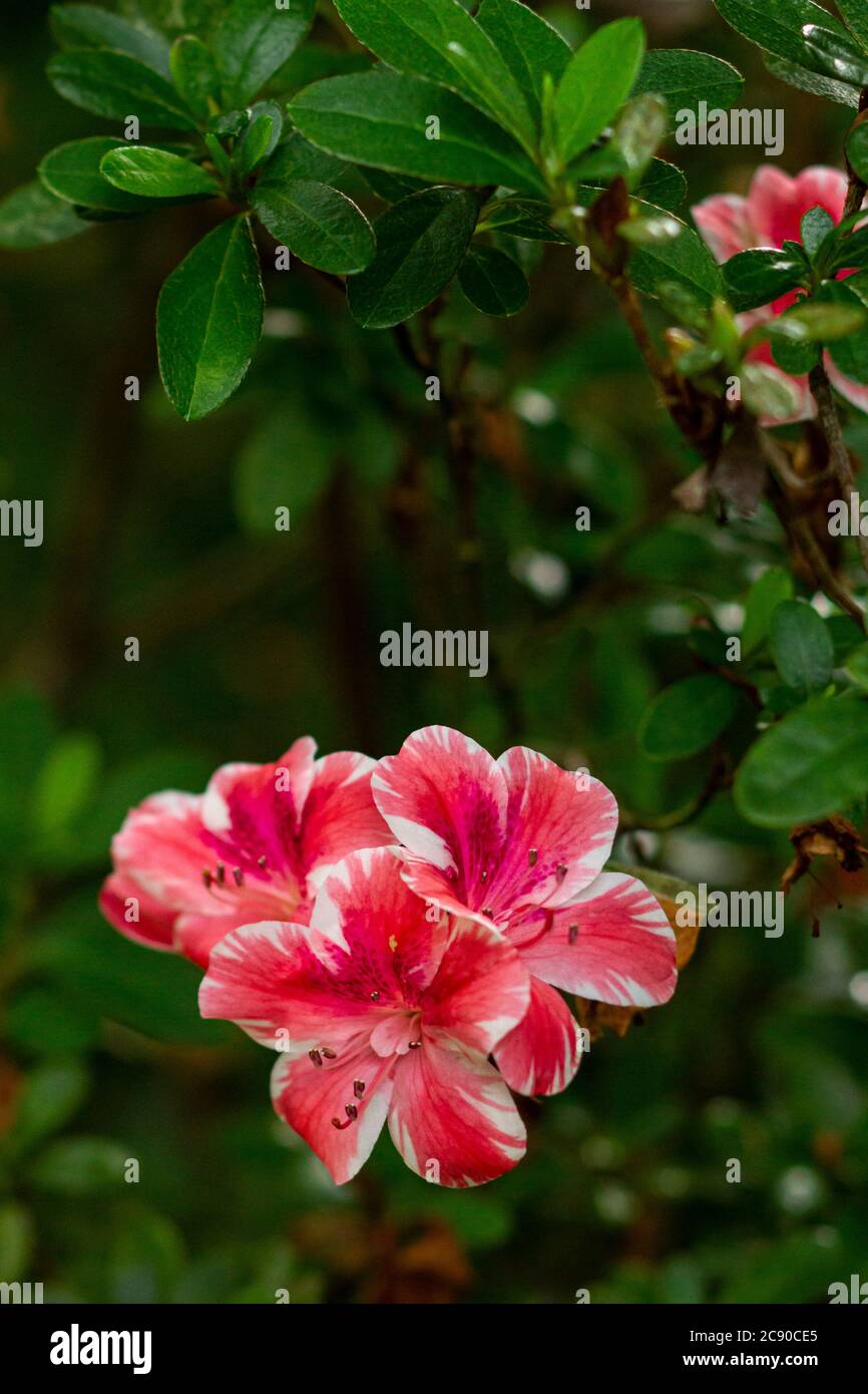 Variegated rhododendron hi-res stock photography and images - Alamy