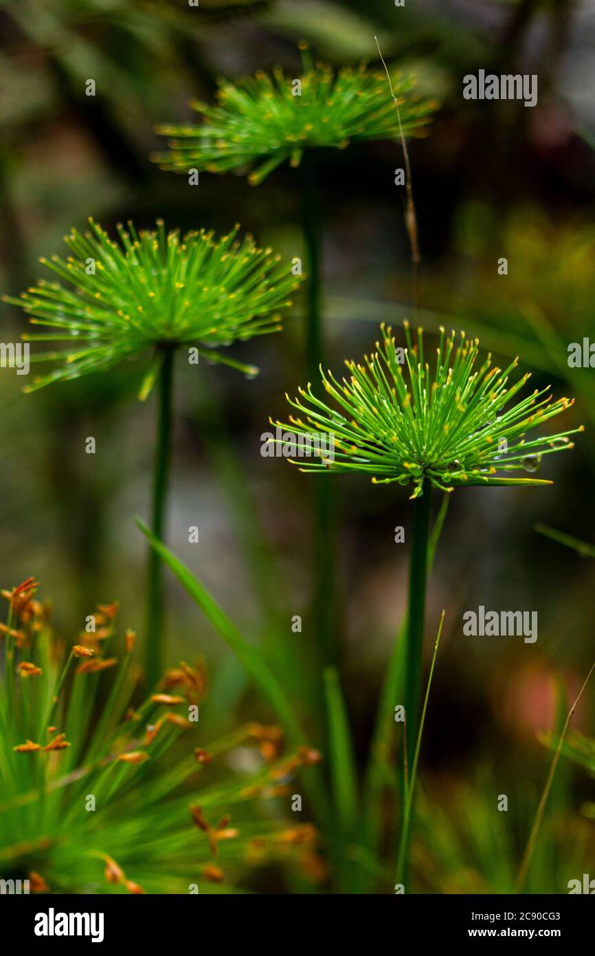 Close up botanical portrait of Dwarf Papyrus Stock Photo - Alamy
