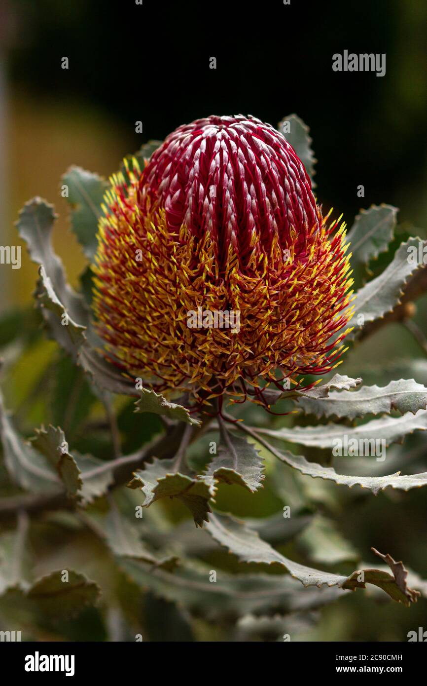 Close up plant portrait of the bright orange and red Banksia menziesii ...