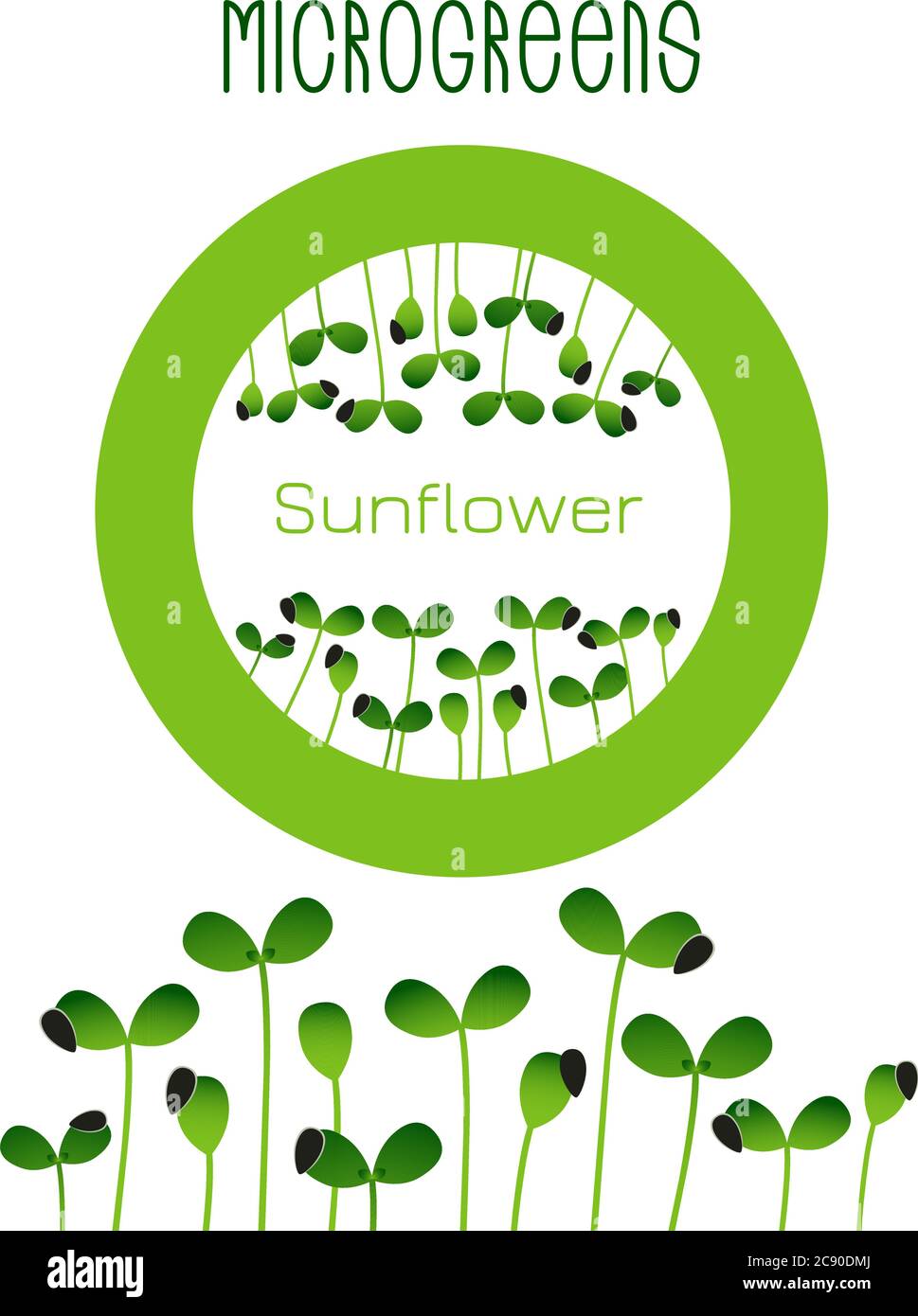 Cabbage microgreens Stock Vector Images - Alamy