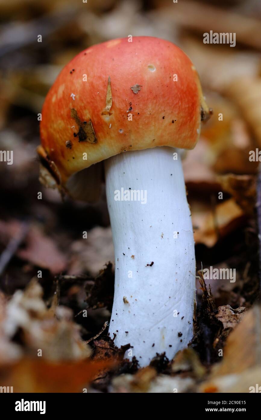 Rosy convex cap of a beechwood sickener (Russula nobilis? paludosa?) in ...