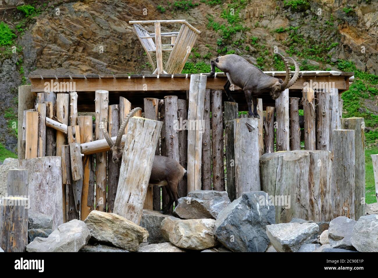 Two male alpine ibex (Capra ibex) pose on their climbing structure at ...