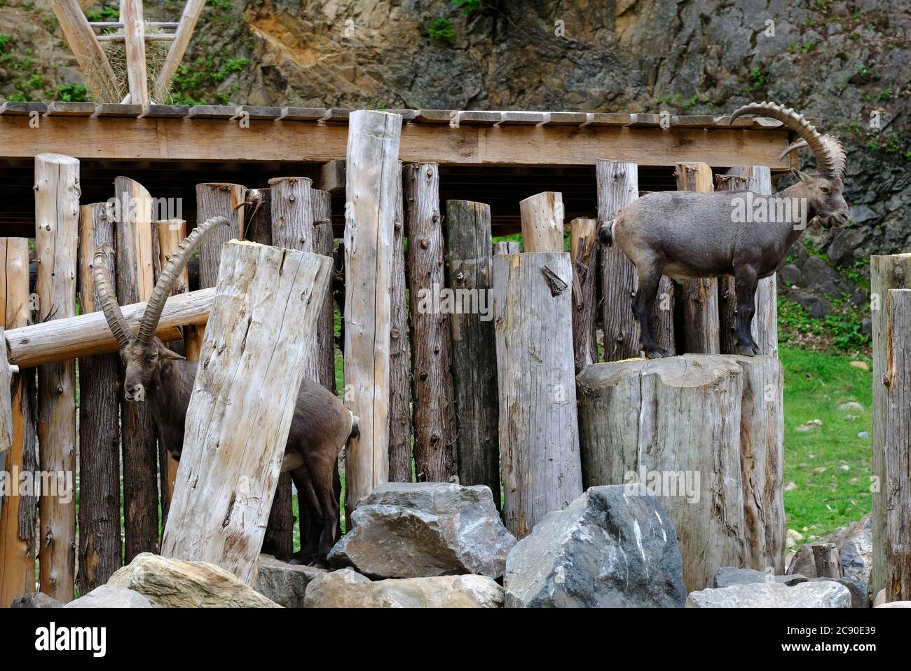 Two male alpine ibex (Capra ibex) pose on their climbing structure at ...