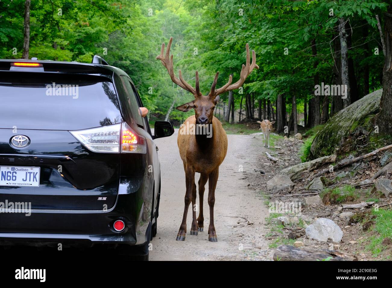 Male (bull) elk (Cervus canadensis) being fed through a car window at ...