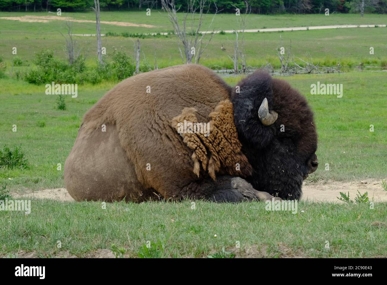 Single male American bison / buffalo (Bison bison) wallowing in the ...