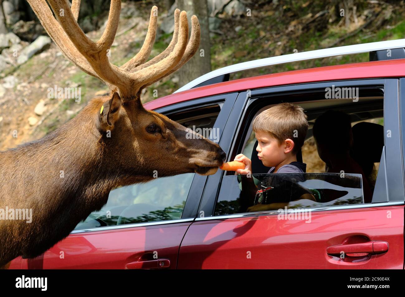 Child feeding a carrot to a male (bull) elk (Cervus canadensis) through ...