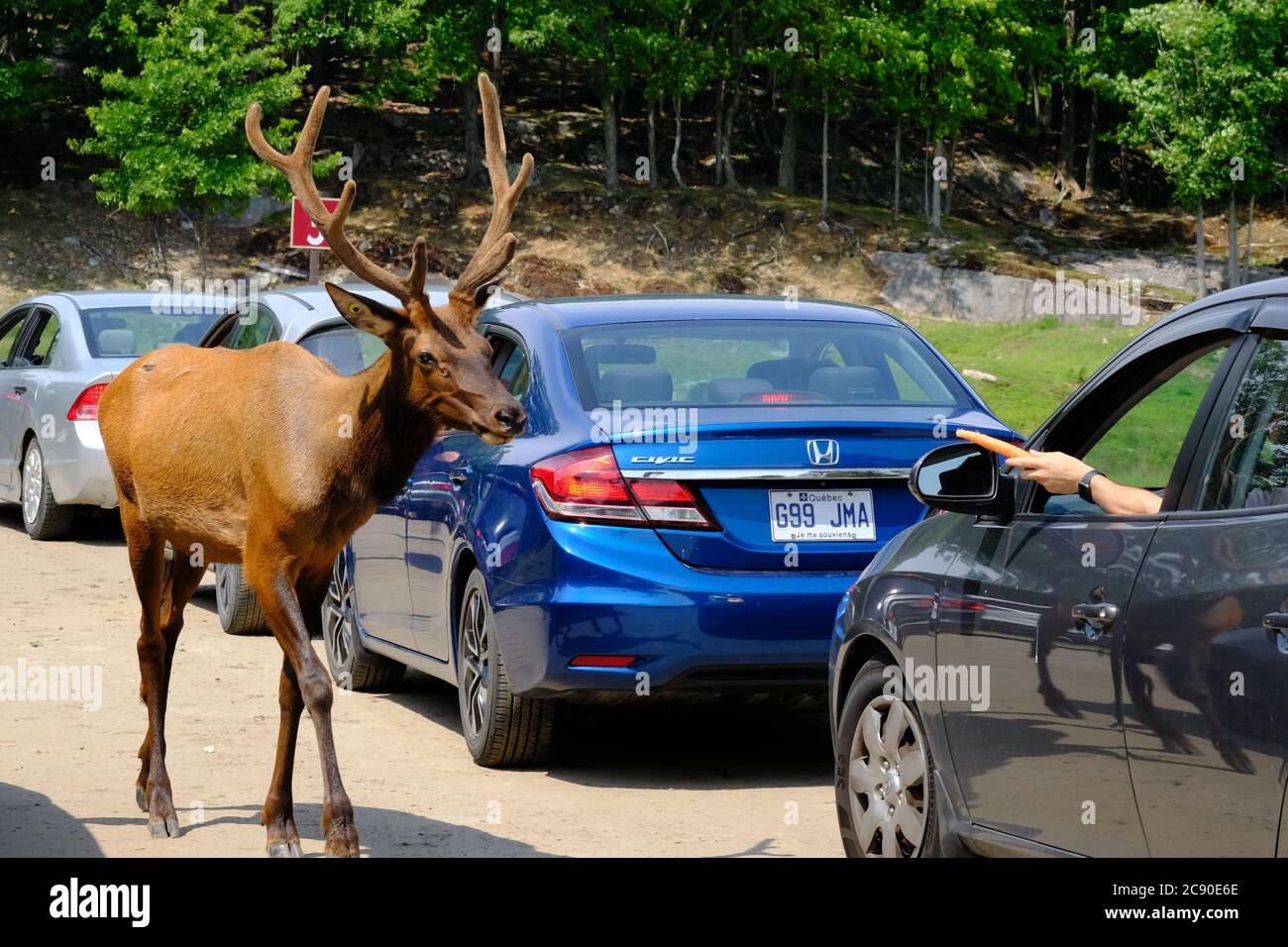 Single male (bull) elk (Cervus canadensis) approaching a carrot offered ...